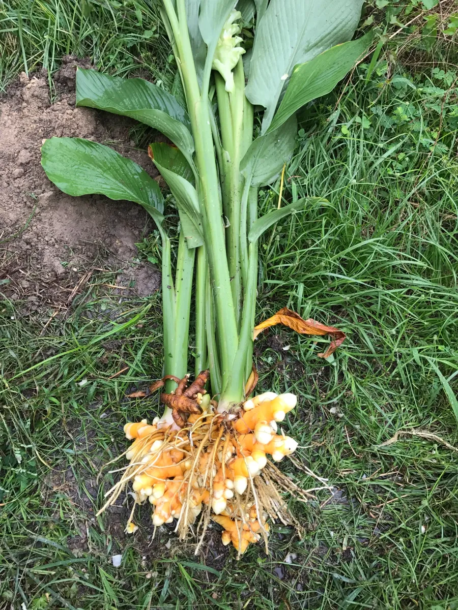 curcuma longa l rhizome